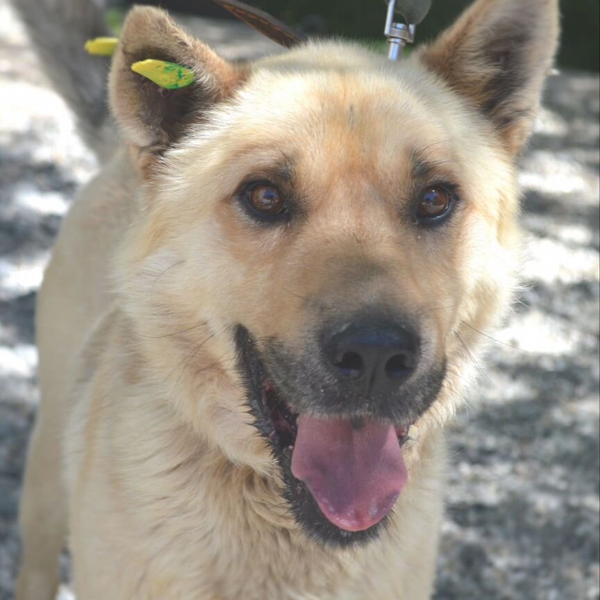 Дружок ищет дом