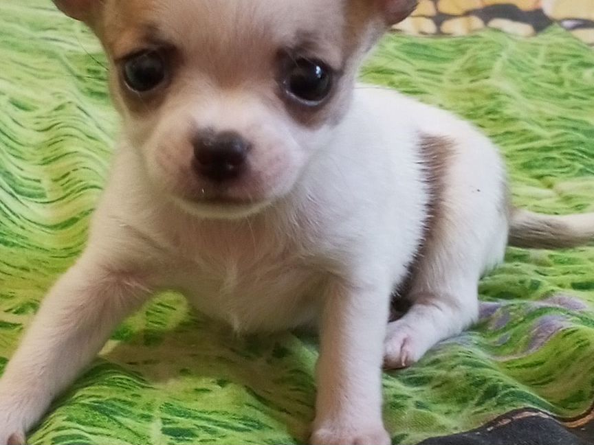 Щенки чихуахуа мини