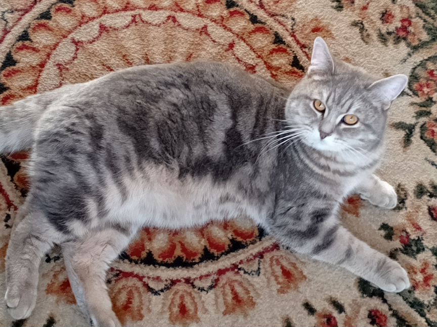Британский кот вязка
