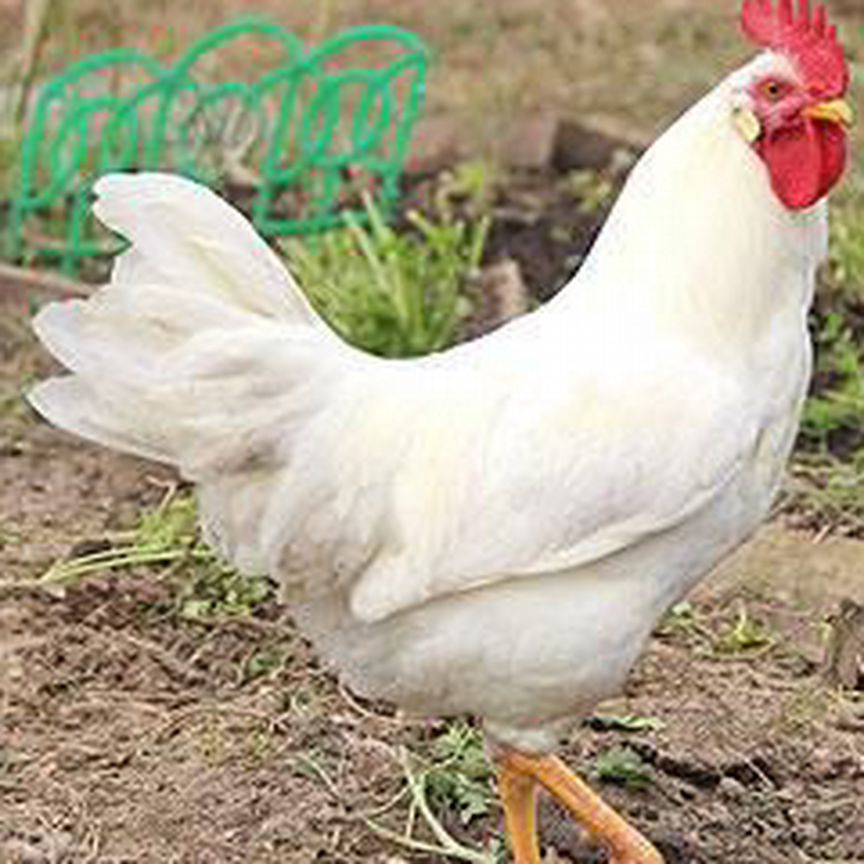 Продам петуха