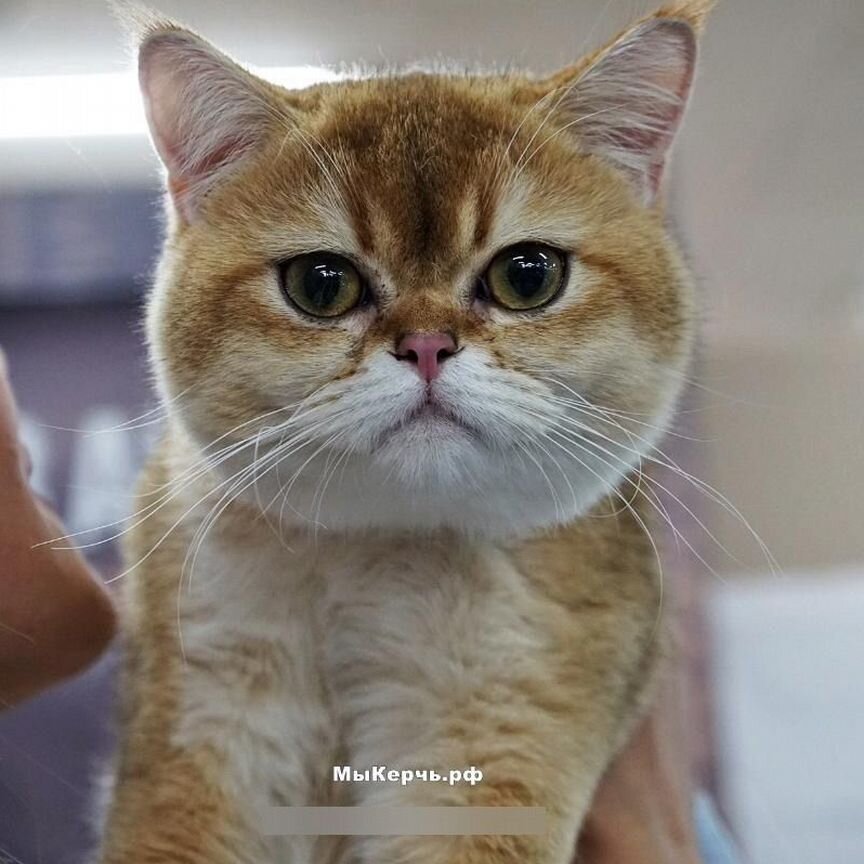 Котята золотая шиншилла