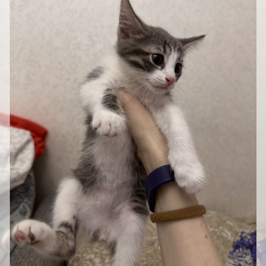 Котенок в добрые руки