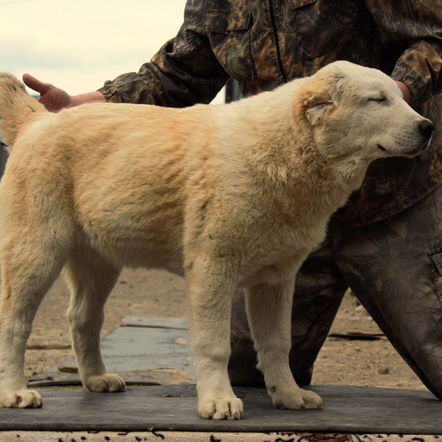 Щенки Алабая