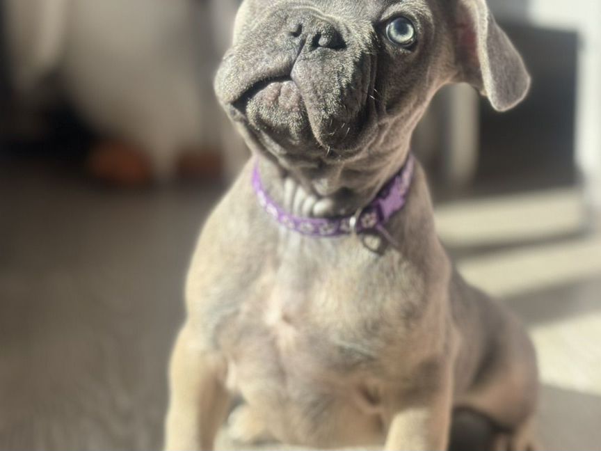 Французский бульдог щенок девочка