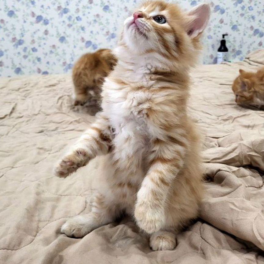 Котята