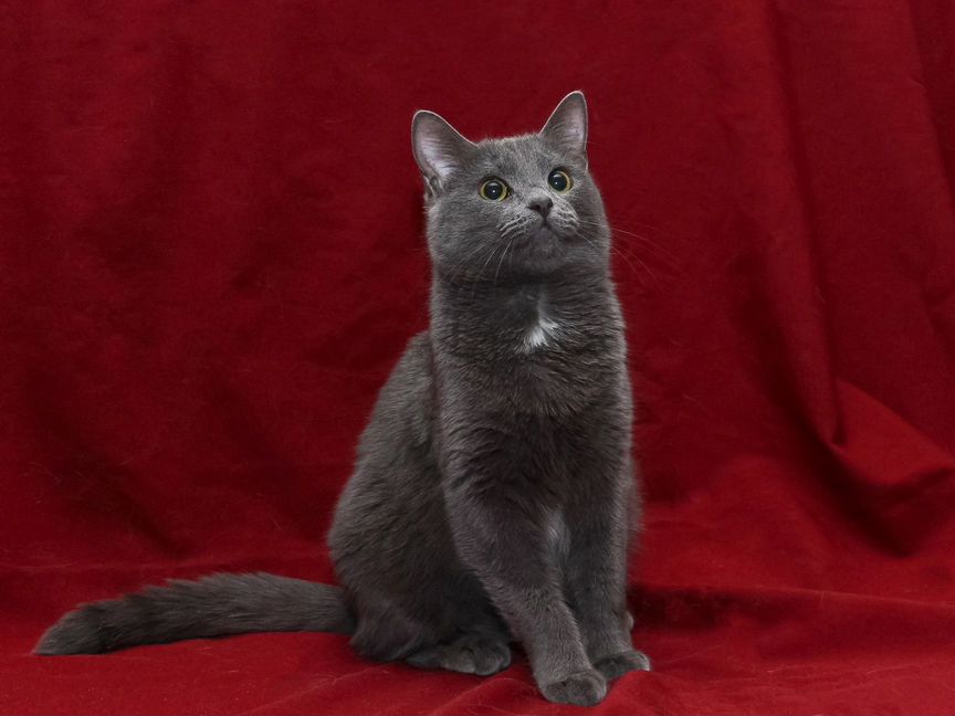 Кошечка в хорошие руки