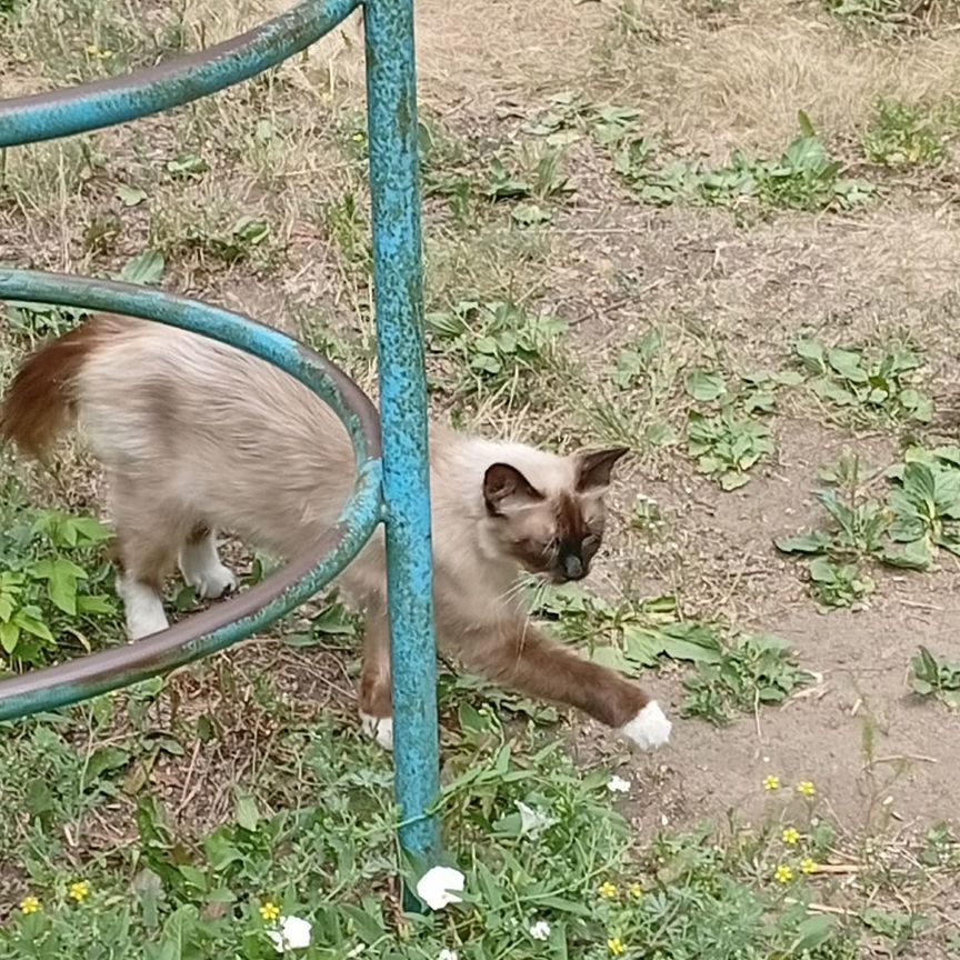 Тайский котёнок