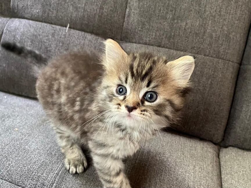 Котята от вислоухой шотландской кошки