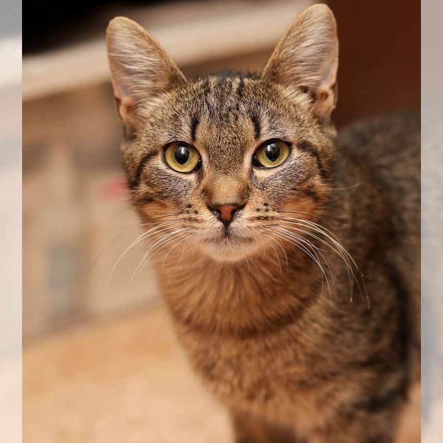 Взрослый кот в добрые руки