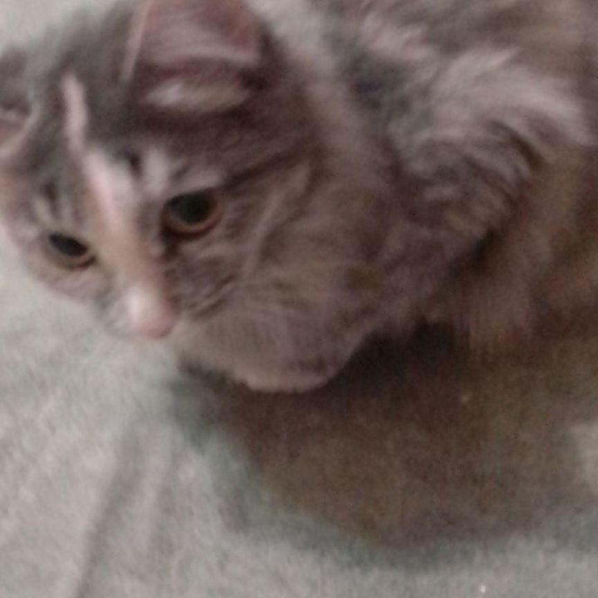 Кошечка