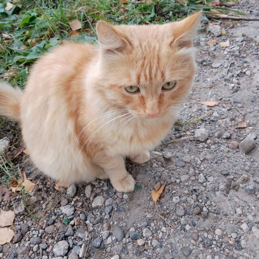Рыжий котенок в добрые руки