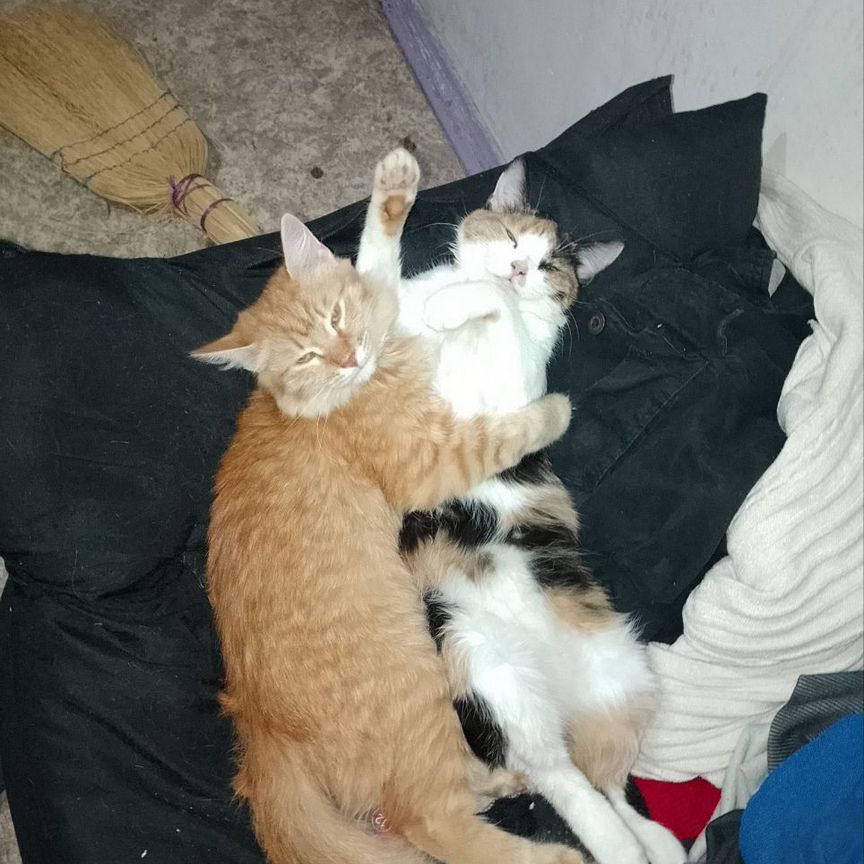 В добрые руки