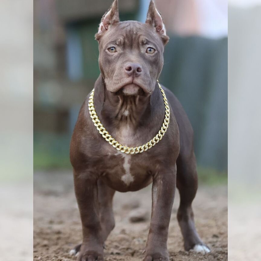 Американский булли, щенок
