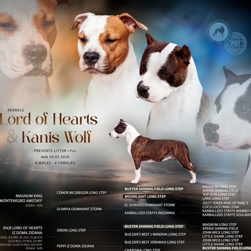 Американский стаффордширский терьер, щенок