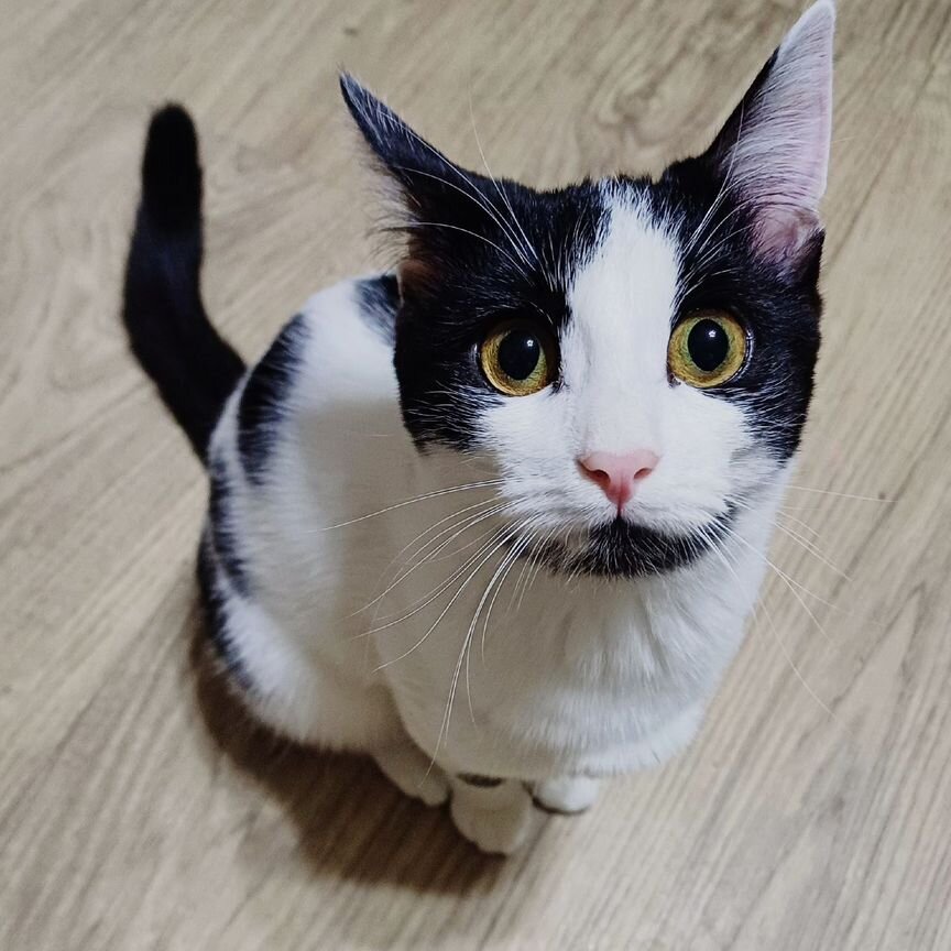 Отдают в добрые руки