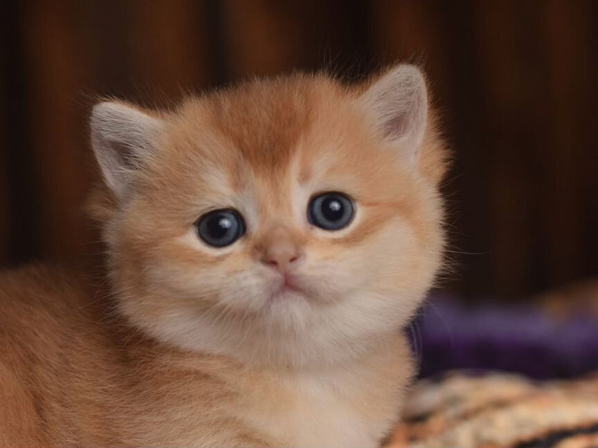 Шотландские котята золотая шиншилла