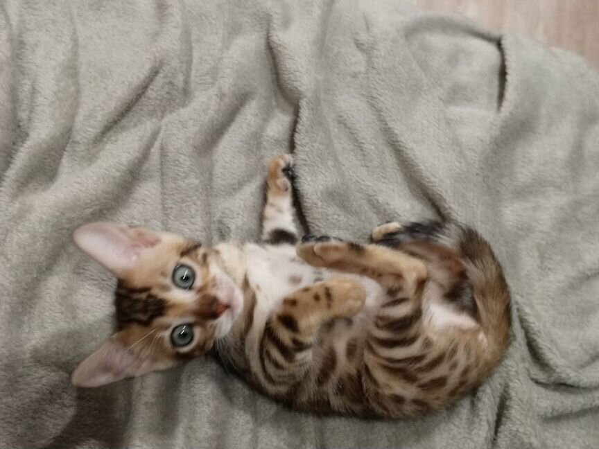 Бенгальские котята