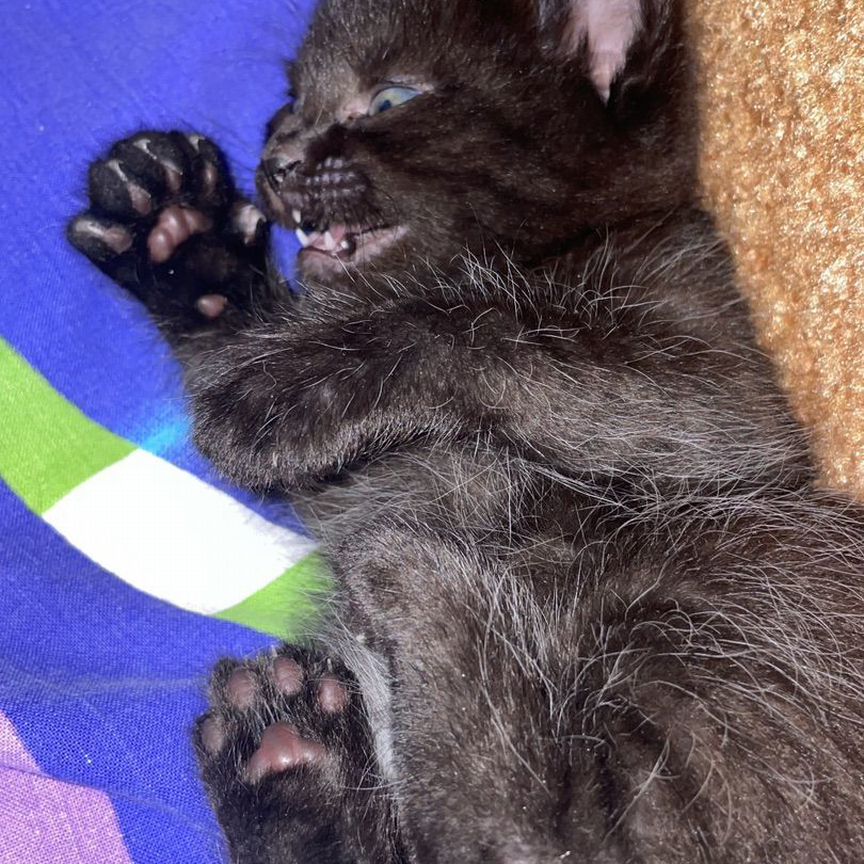 Котенок в самые добрые ручки