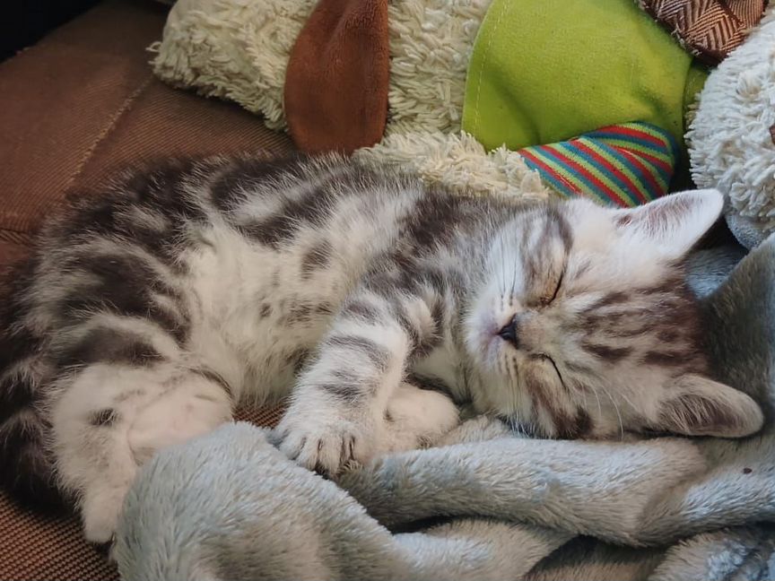 Шотландский прямоухий котик