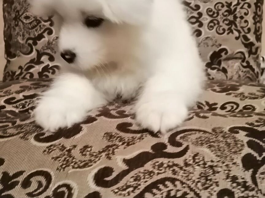 Самоедская лайка