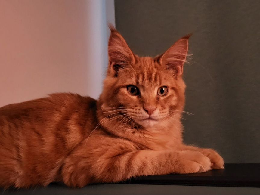 Мейн-кун котик