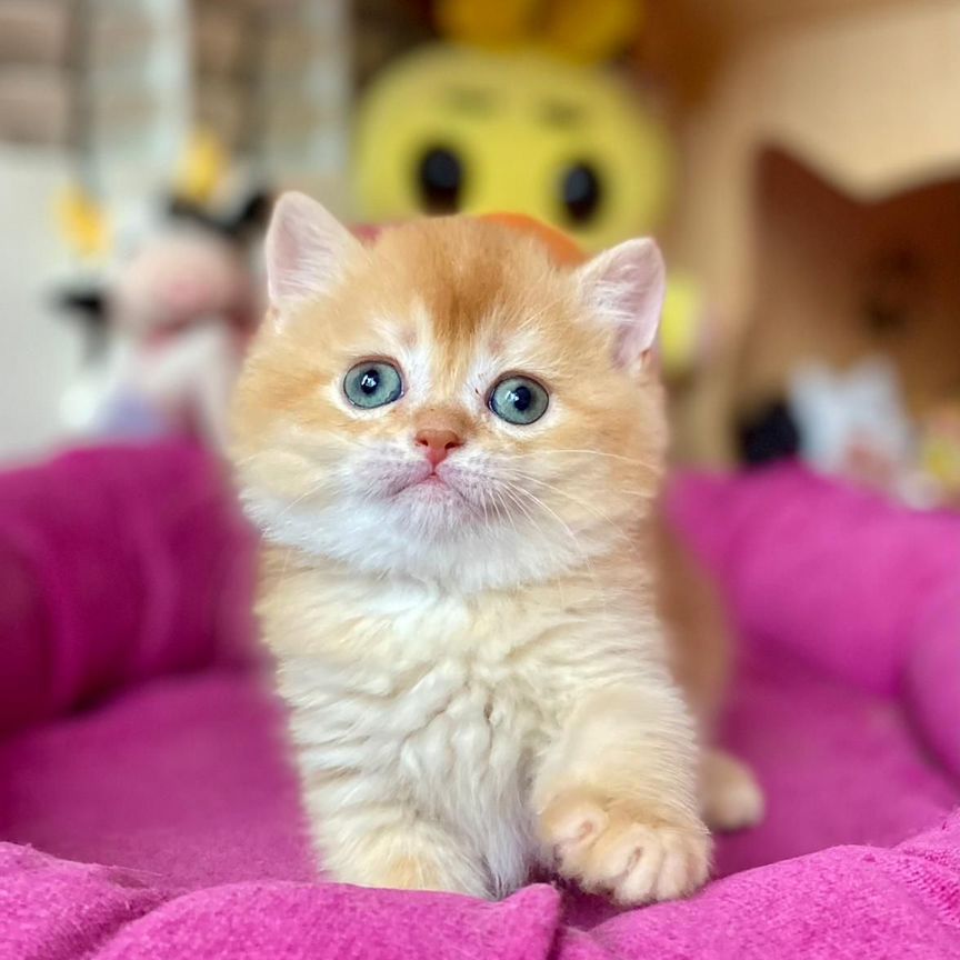 Шотландский котёнок. Мальчик