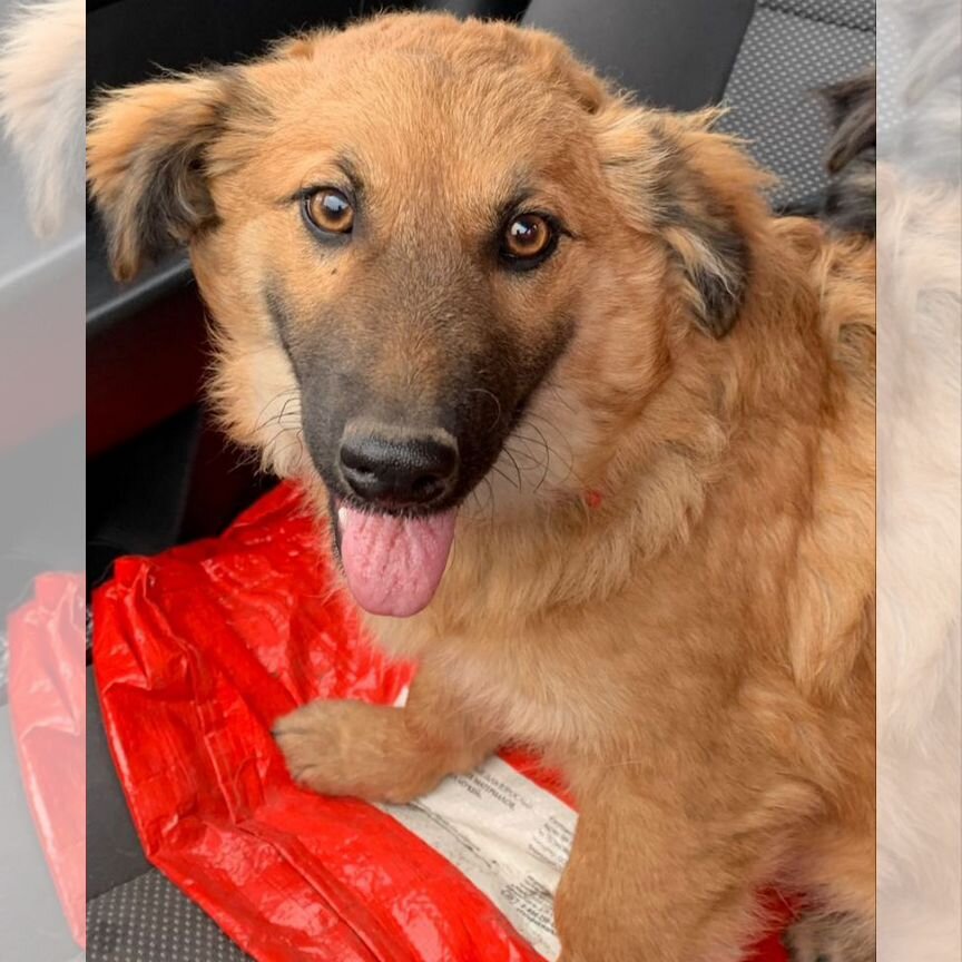 Щенок в добрые руки