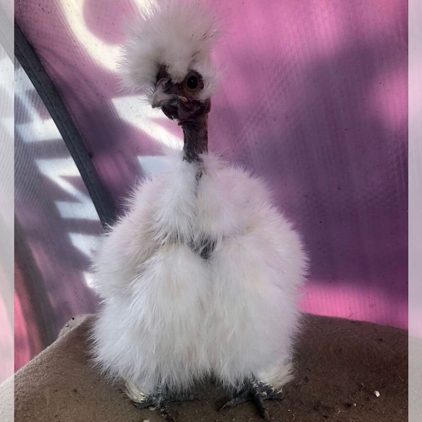 Циплята, Китайских шёлковых