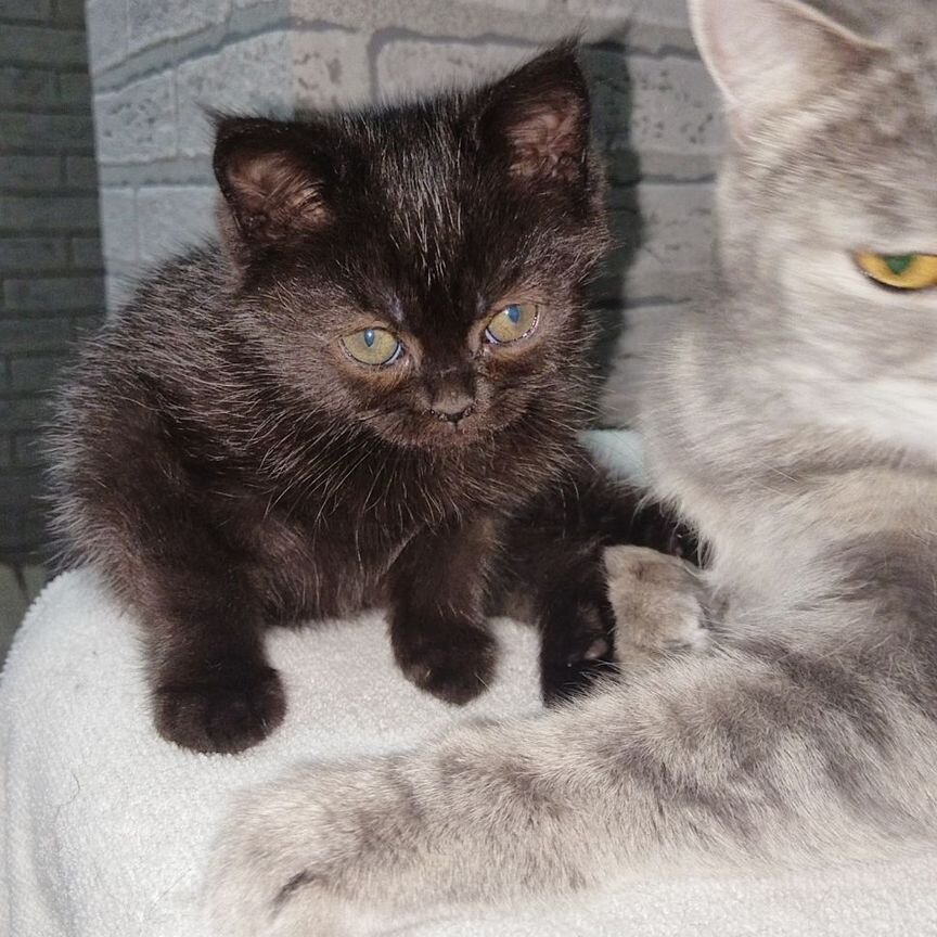 Кошечка шотландочка