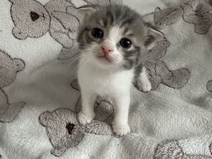 Шотландские вислоухие котята