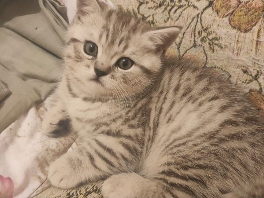 Шотландская кошка