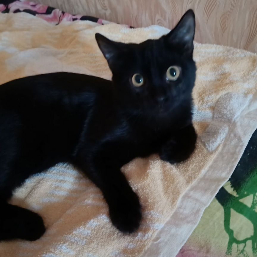 Котенок 4 месяца в добрые руки