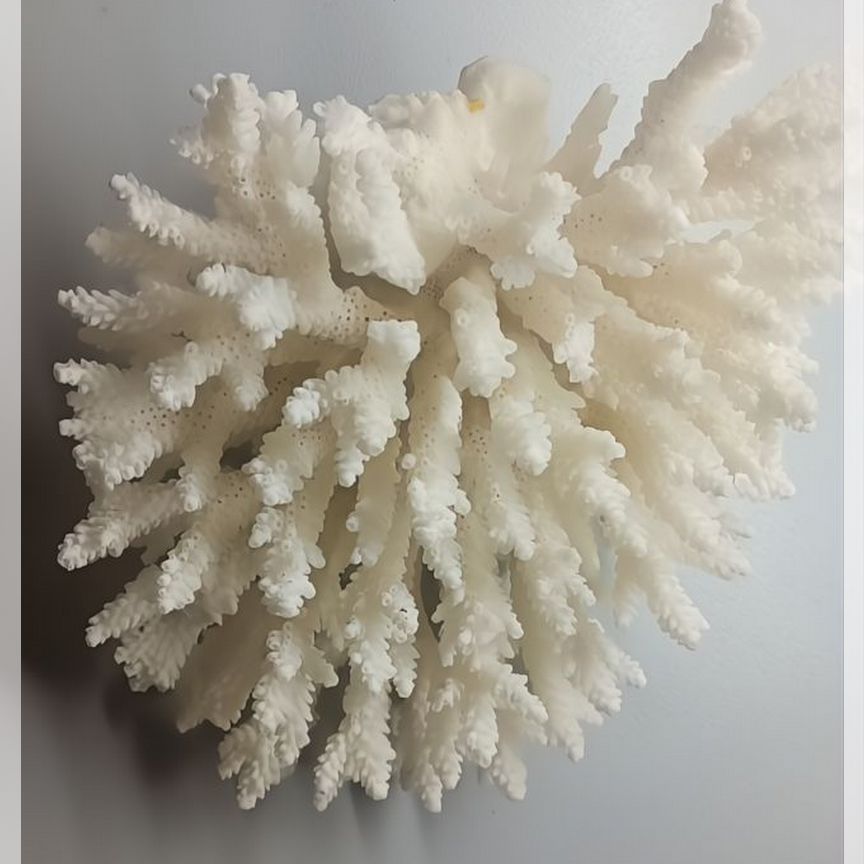 Маленький морской коралл