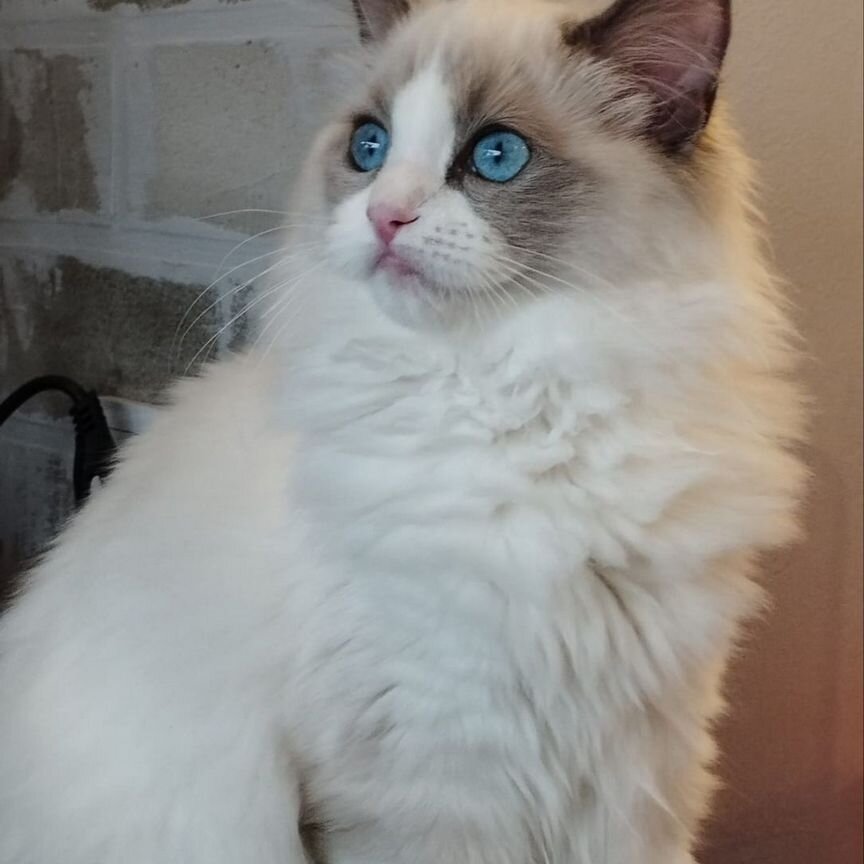 Котята Рэгдолл