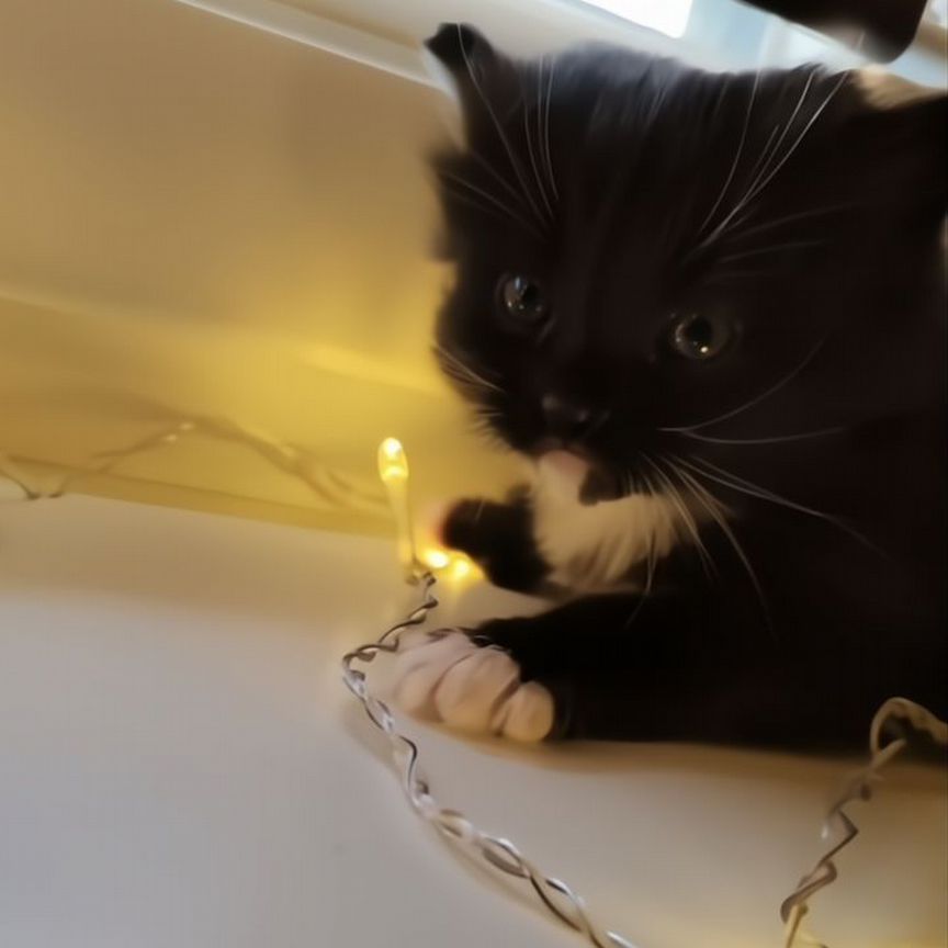 Ориентальный котёнок