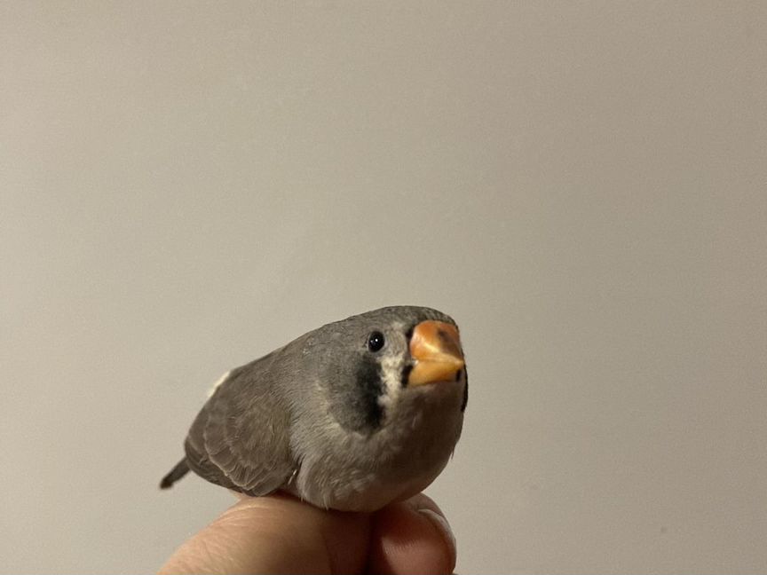 Зебровые амадины