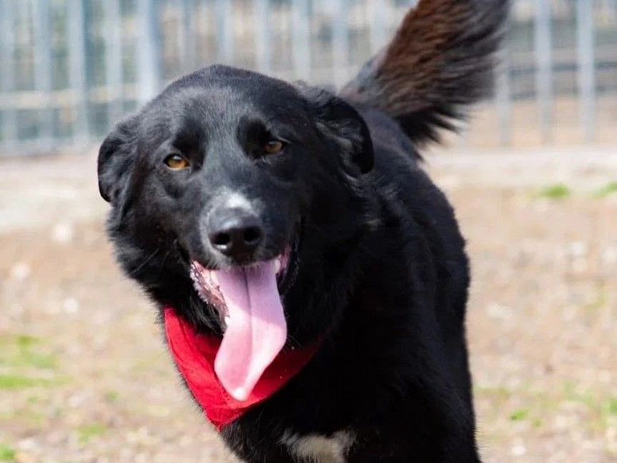 Компанейский Сэм с характером лабрадора