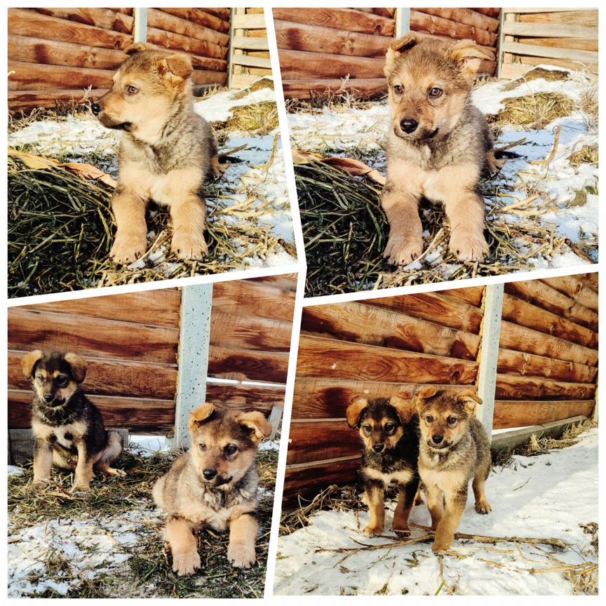 Отдадим щенят