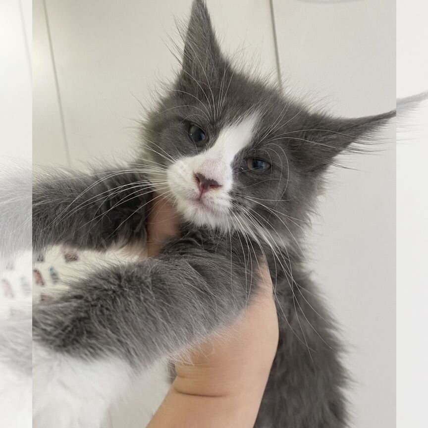 Мейн-кун котёнок