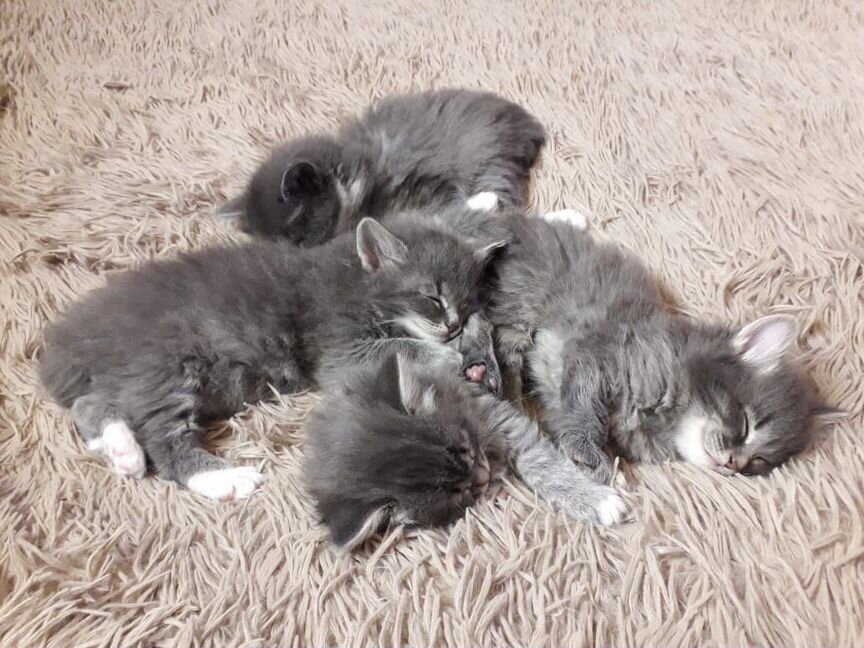 Котята