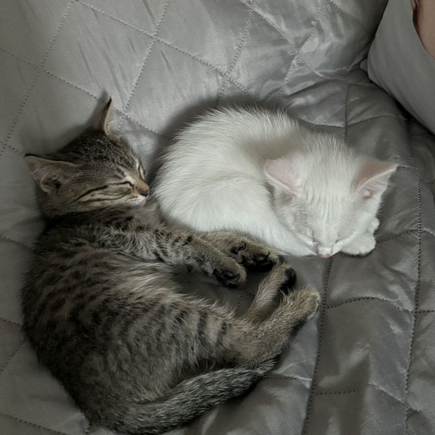 Домашние животные котята бесплатно