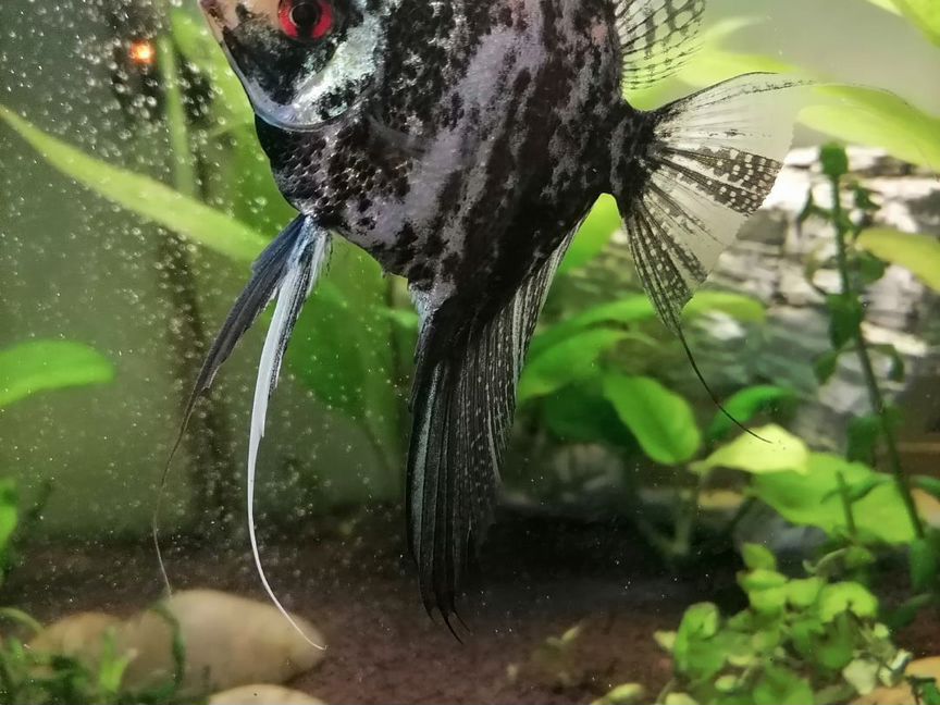 Скалярия мраморная самец 15 см