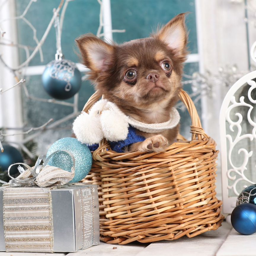 Чихуахуа, щенок