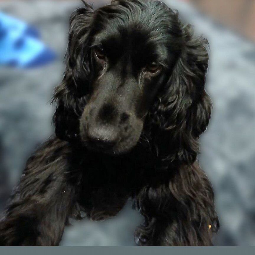 Кокер спаниель, взрослая собака