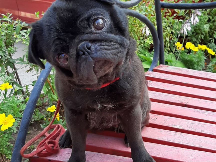 Мопсы Йорки Чихи скор клуб Влгд