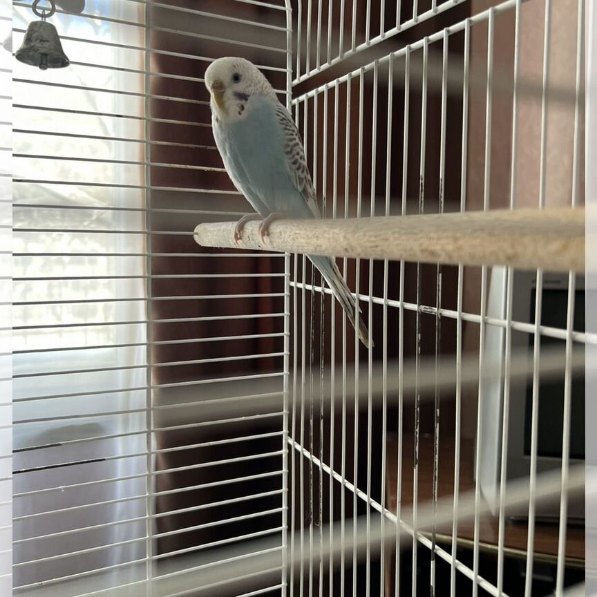 Волнистый попугай с клеткой