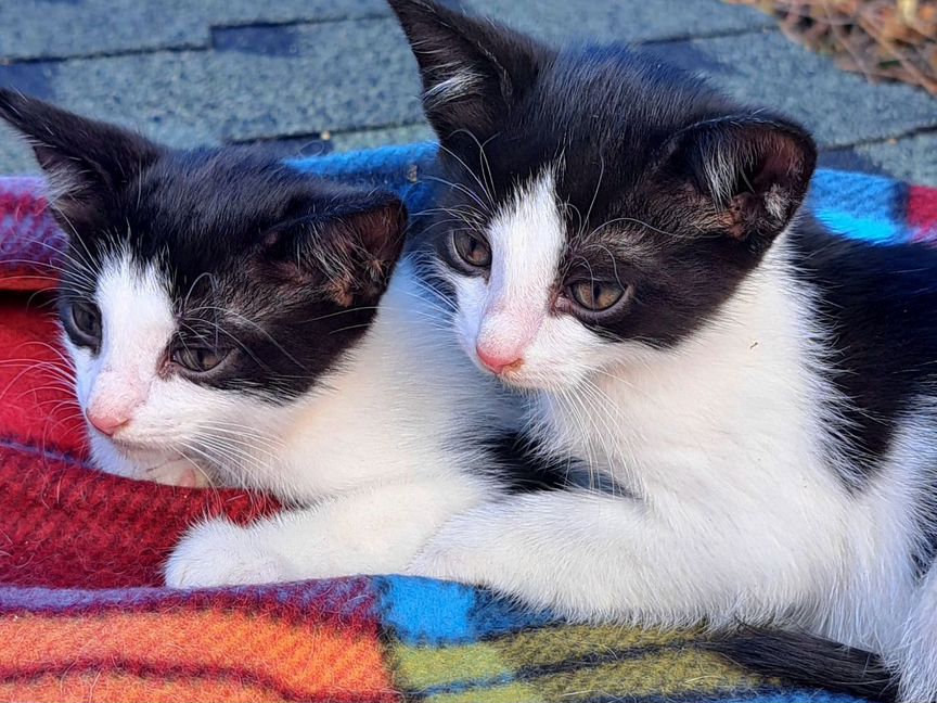 Котята в добрые руки бесплатно