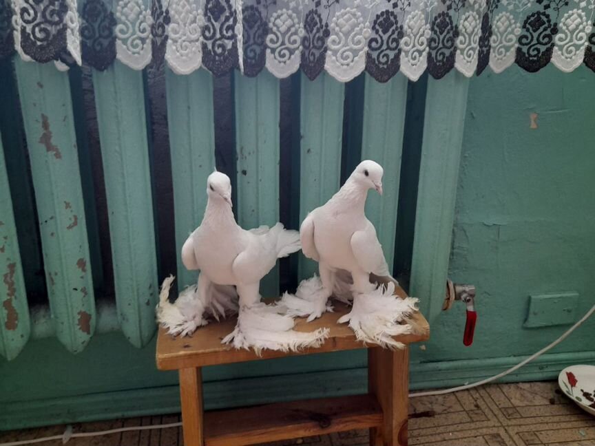 Иранские голуби