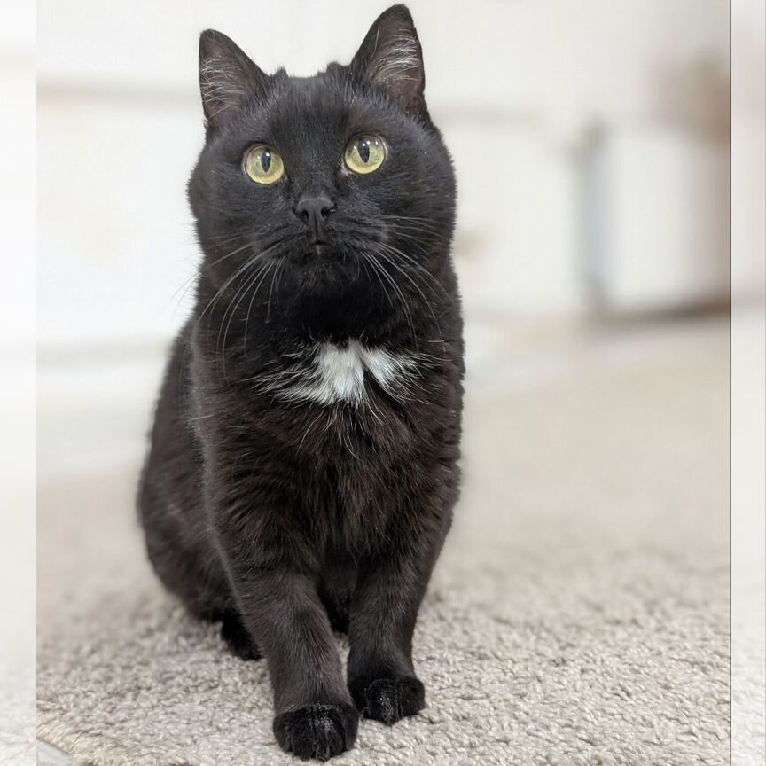 Взрослая кошка от частного владельца