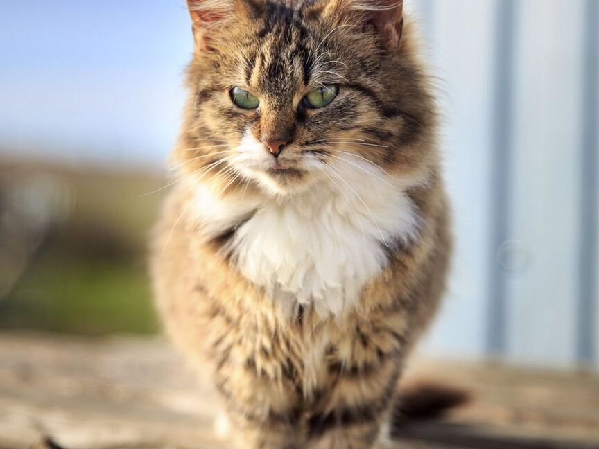 Котёнок мальчик 7 мес. в добрые руки